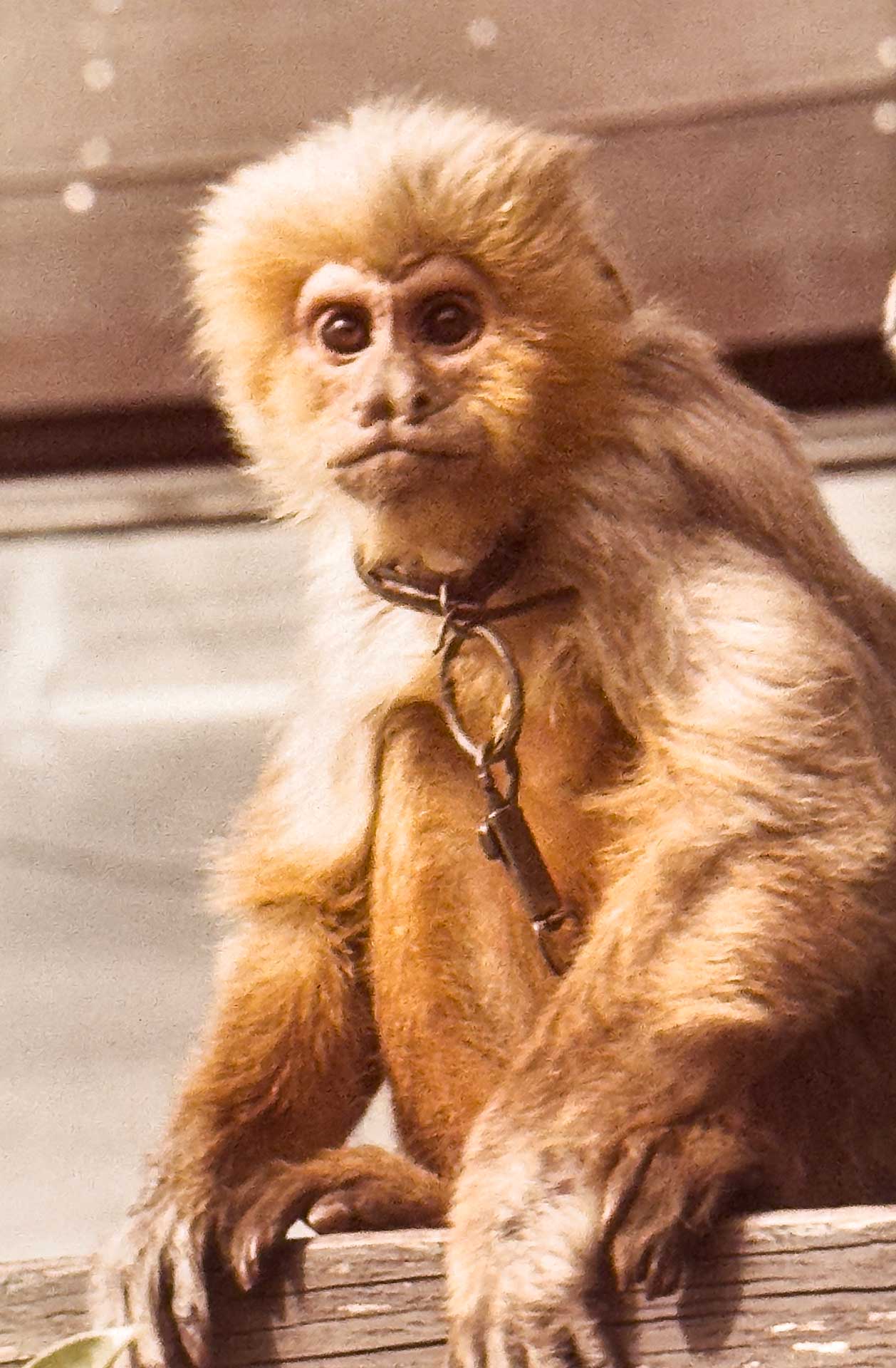 Charley the Monkey - A Leslie Wong Blog